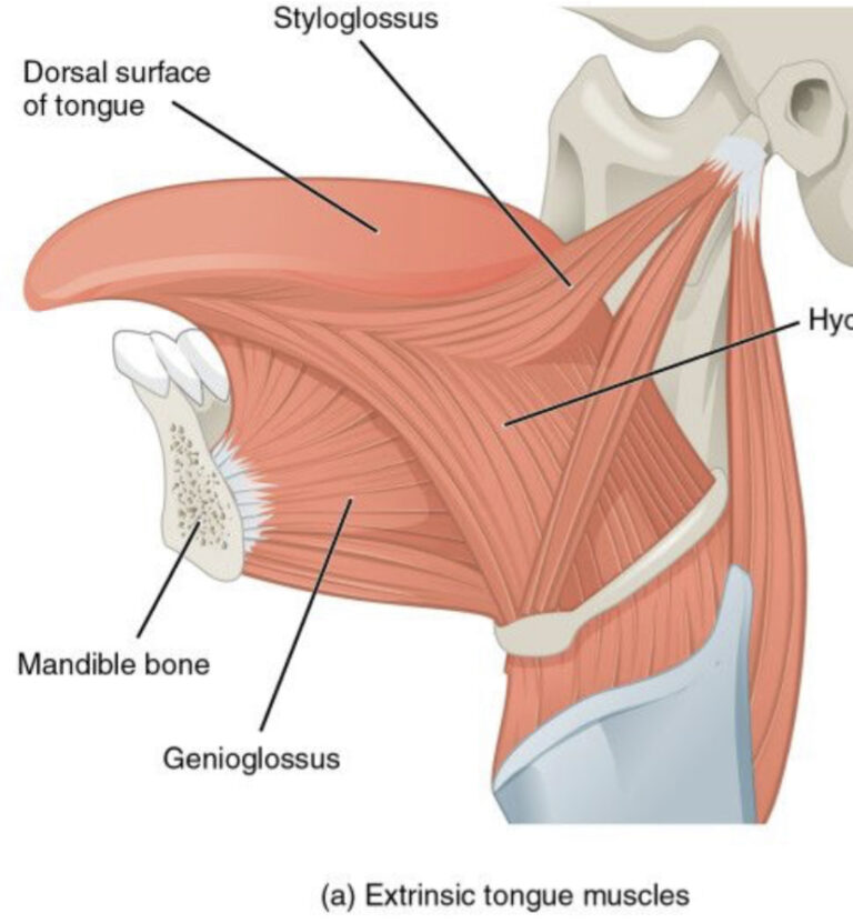 Você sabe a importância do osso hióide na especialidade Cirurgia e ...
